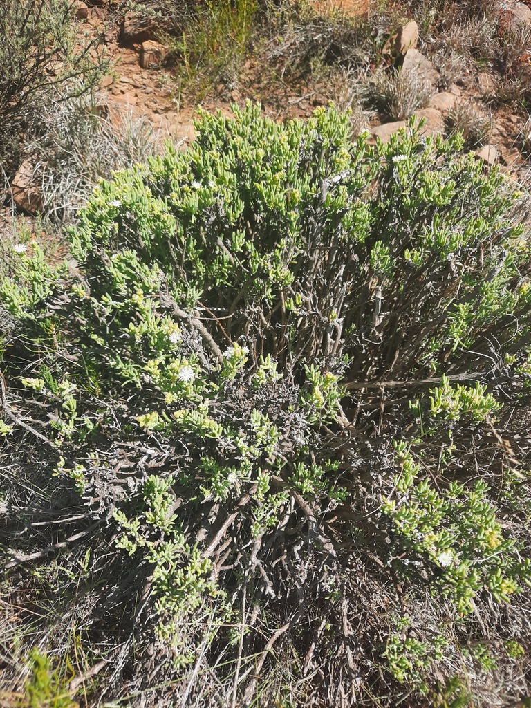 Delosperma frutescens from Cacadu, Eastern Cape, South Africa on ...