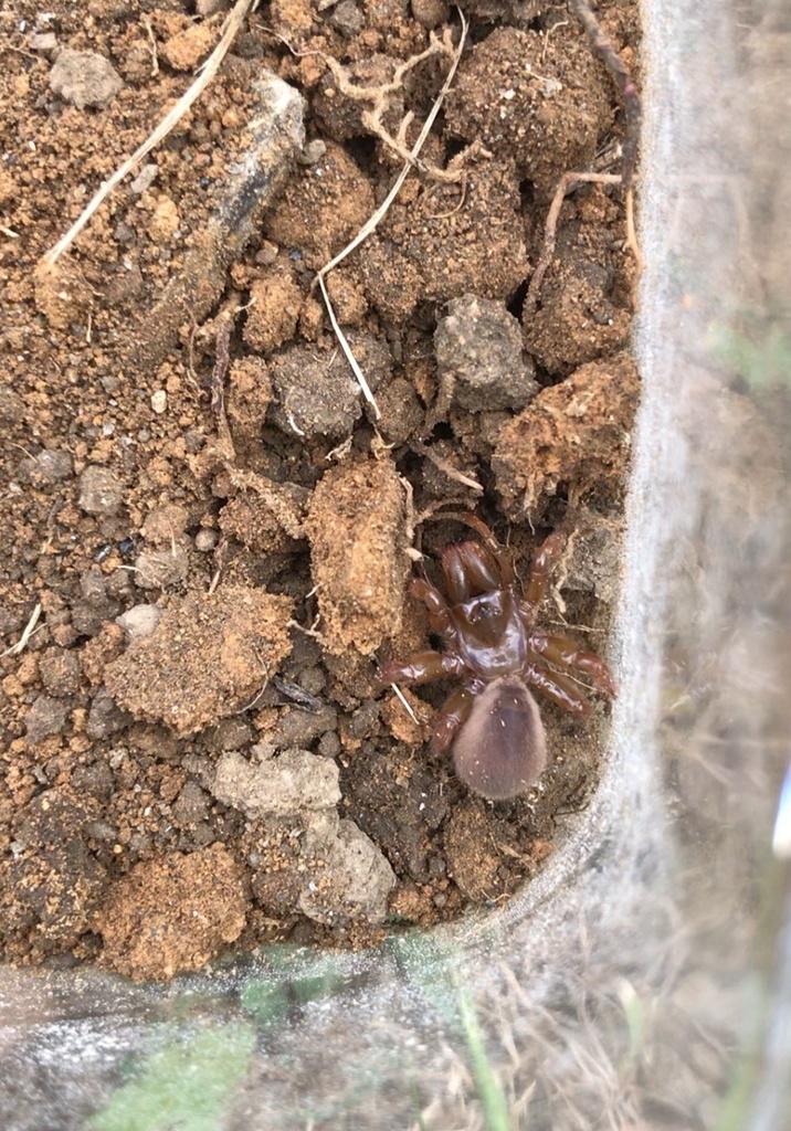 Calommata signata in August 2020 by eobroscus · iNaturalist