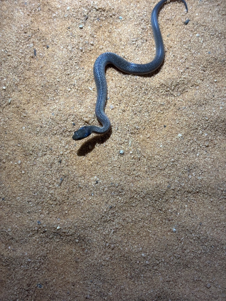 Red-lipped Snake from Rustenburg Rural, North West, ZA on February 14 ...