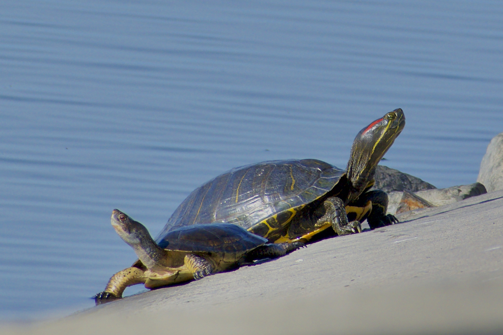 Western Pond Turtle from Ripon, CA 95366, USA on February 18, 2025 at ...