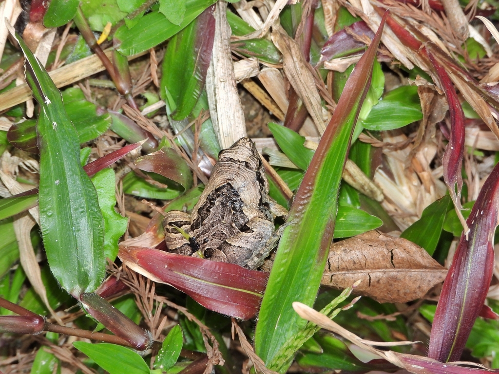 Beautiful Pygmy Frog from 位置： 23.189183， 113.395468 on February 19 ...