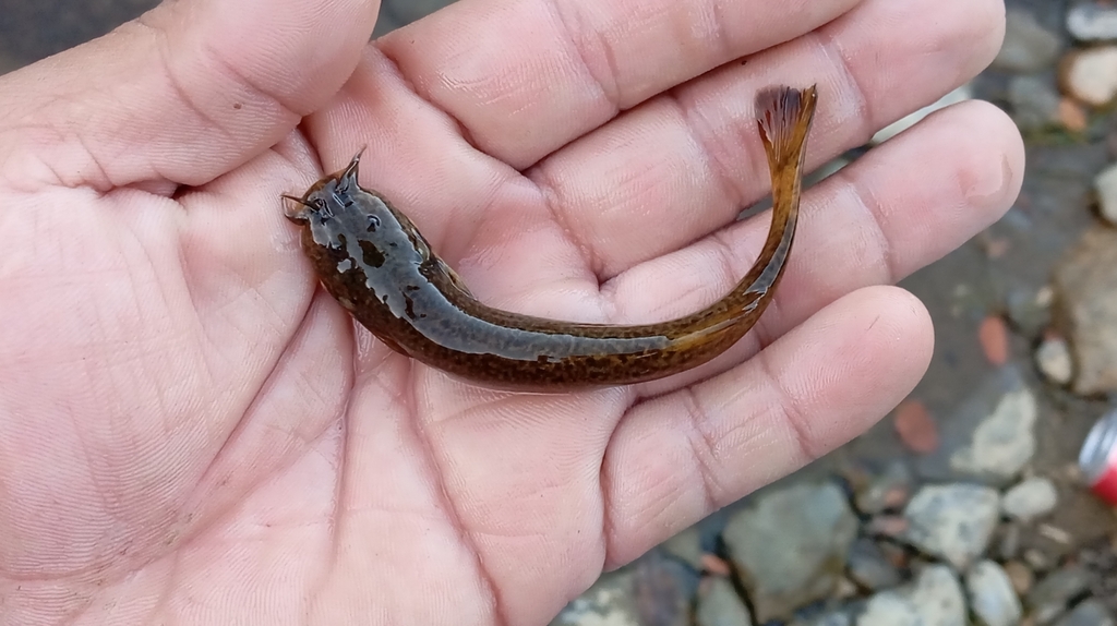 Chilean Pencil Catfish in February 2025 by Edgardo Flores · iNaturalist