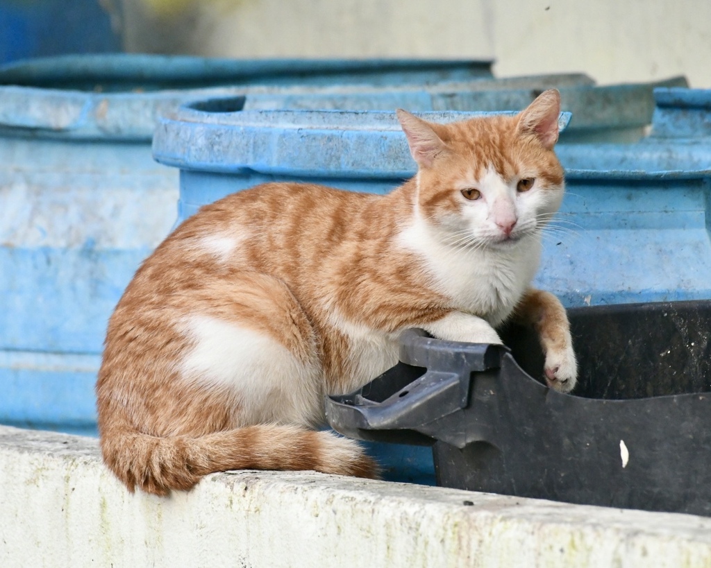 Domestic Cat from Costambar, 57000 Puerto Plata, Dominican Republic on ...