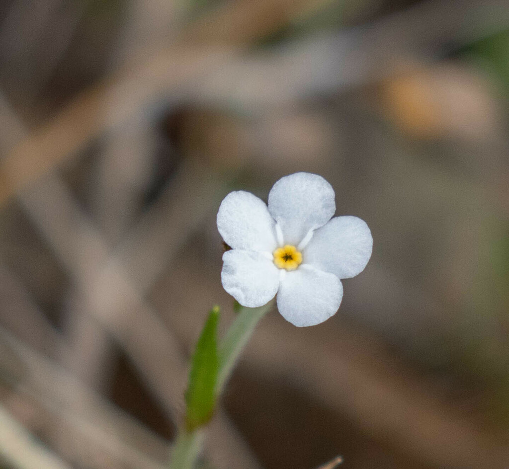 Rusty Popcornflower from MOUNT DIABLO State Park, Contra Costa County ...