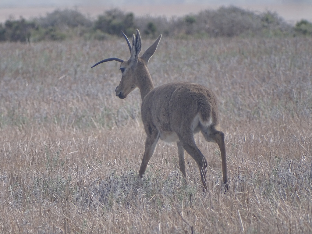 Grey Rhebok from Overberg District Municipality, South Africa on ...