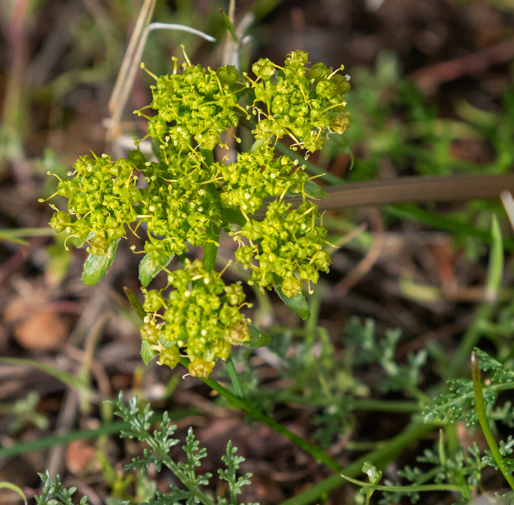 bigseed biscuitroot from Mount DIABLO State Park, Contra Costa County ...