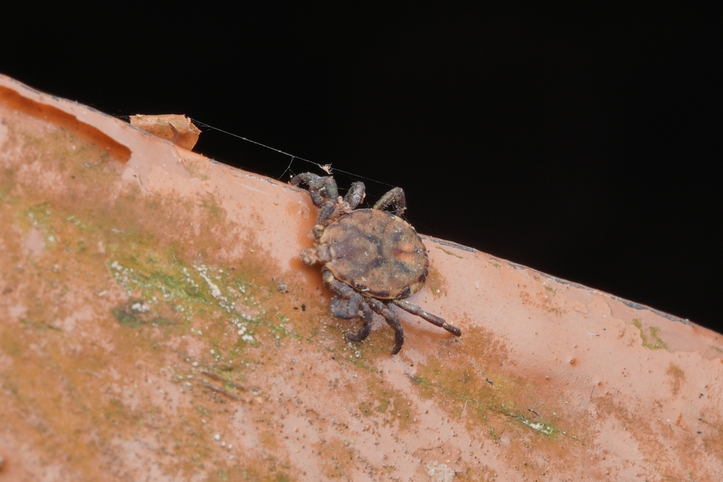 Dog Ticks from 89300 Ranau, Sabah, Malaysia on January 30, 2025 at 04: ...