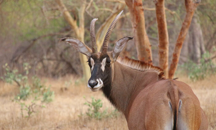 Western Roan Antelope from M'bour, Sénégal on February 19, 2025 at 06: ...