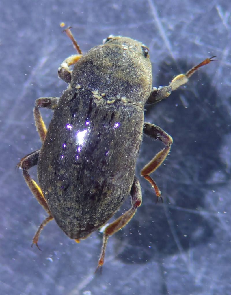 Helichus from Westminster, MD 21158, USA on February 17, 2025 by Joe ...