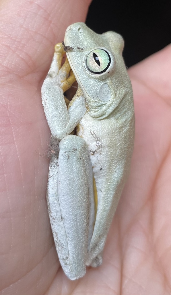 Banana Tree Dwelling Frog from Sector Bosque Municipal, Cali, Valle Del ...