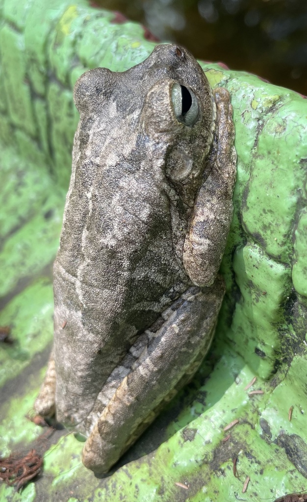 Banana Tree Dwelling Frog from Carrera 2 Oeste, Cali, Valle Del Cauca ...
