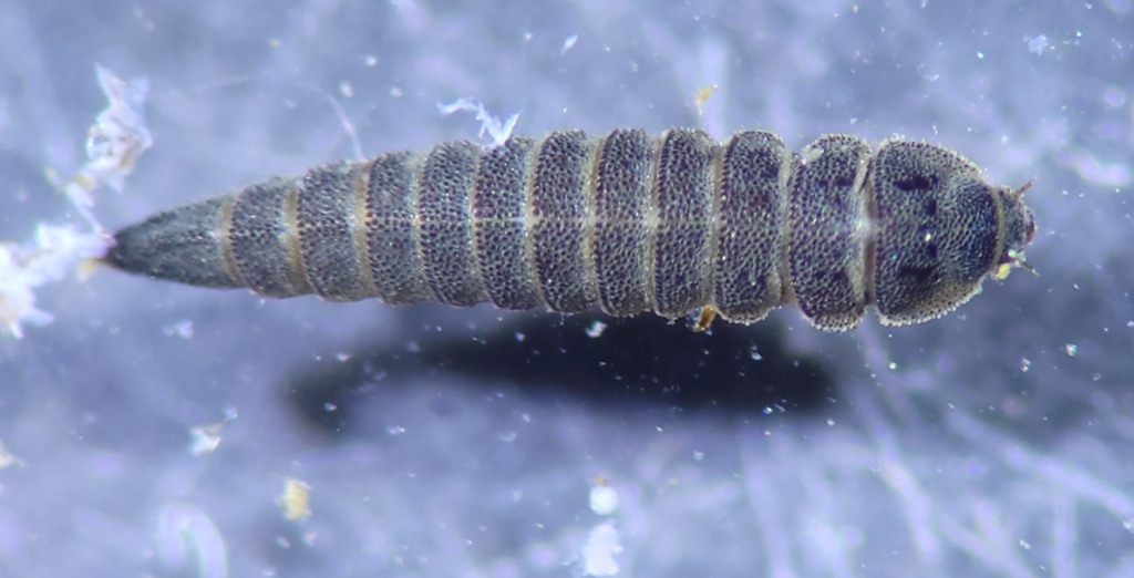 Heterlimnius from Location: 39.616950, -77.015271 on February 17, 2025 ...