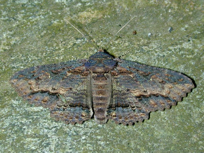 Lunate Zale Moth from Ward Pound Ridge - Michigan Rd, Westchester ...