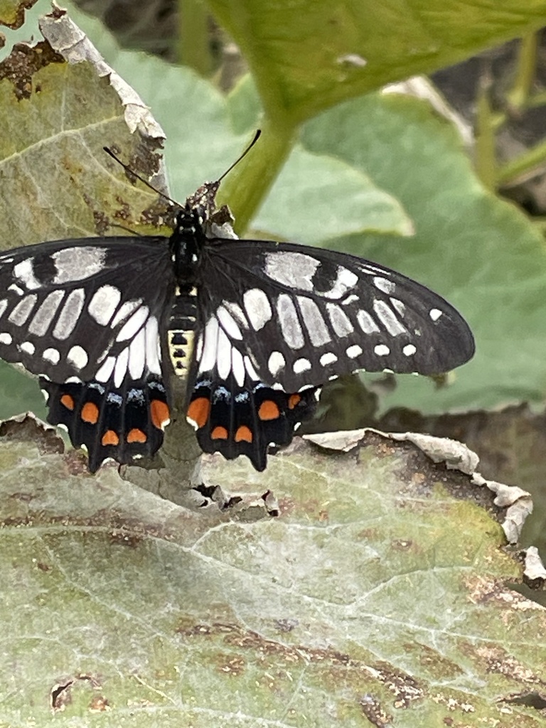 Dainty Swallowtail from Hove Rd, Rosebud, VIC, AU on February 19, 2025 ...