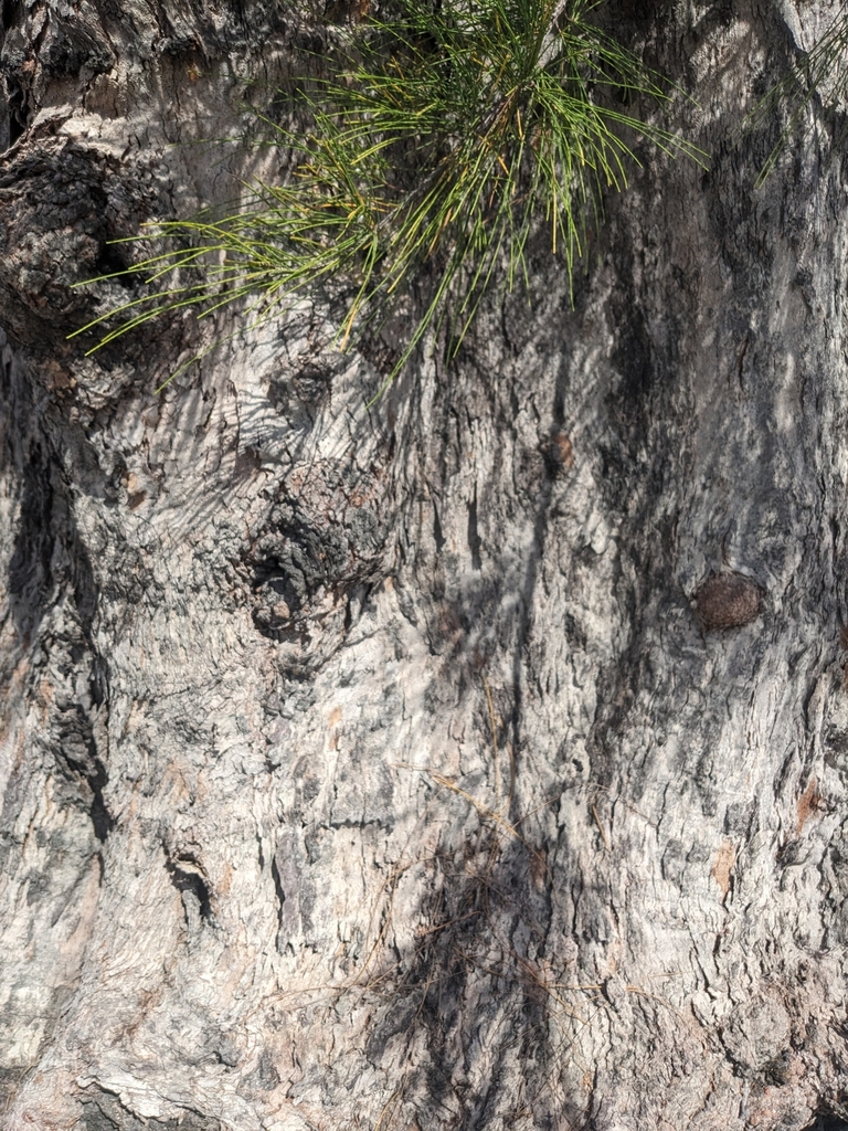 Beach Sheoak from Central Beach Alliance, Fort Lauderdale, FL, USA on ...