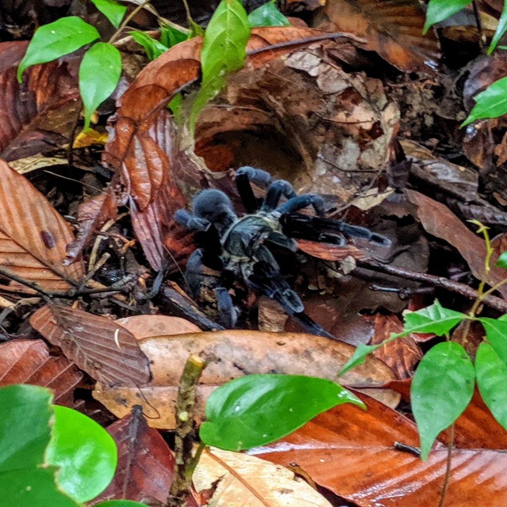 Thai Black Tarantula from Ko Chang, Ko Chang District, Trat, Thailand ...