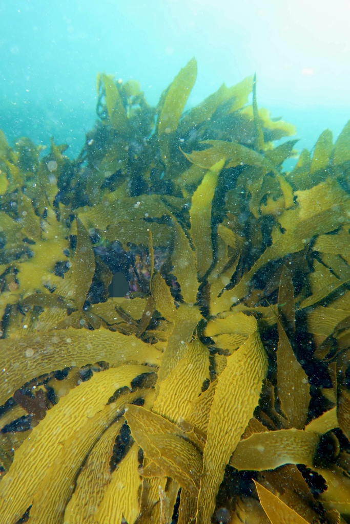 Common Kelp from Port Noarlunga Jetty on February 12, 2025 at 08:55 AM ...