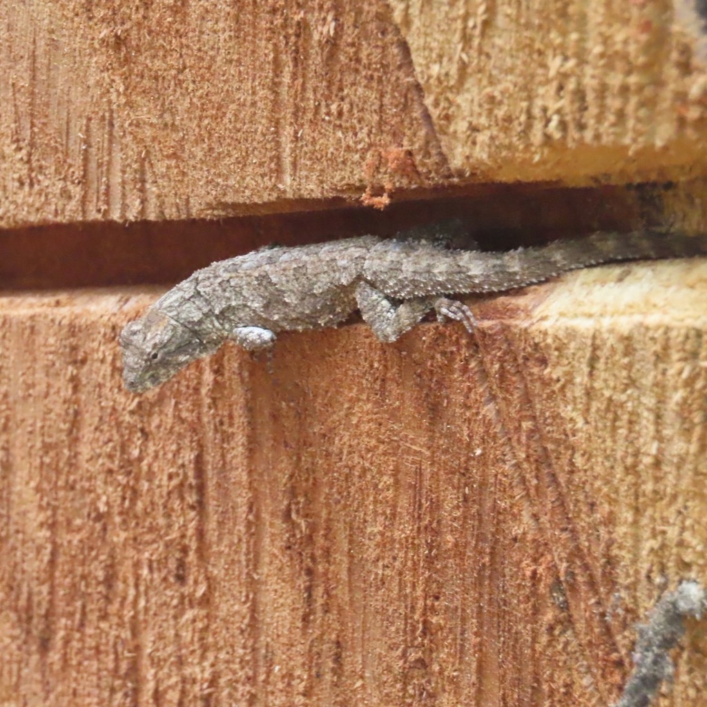 Tropical tree lizard from Zihuatanejo de Azueta, Guerrero, Mexico on ...