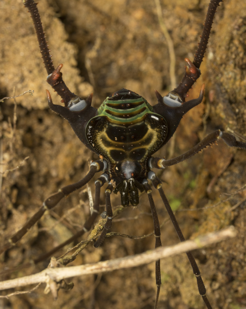 Sadocus polyacanthus from Valdivia, Los Ríos, Chile on February 18 ...