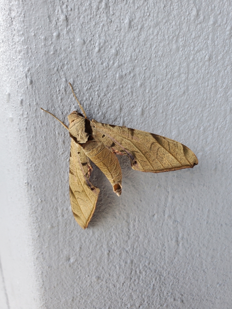 Protambulyx strigilis from Coral Way, Miami, FL, USA on February 19 ...