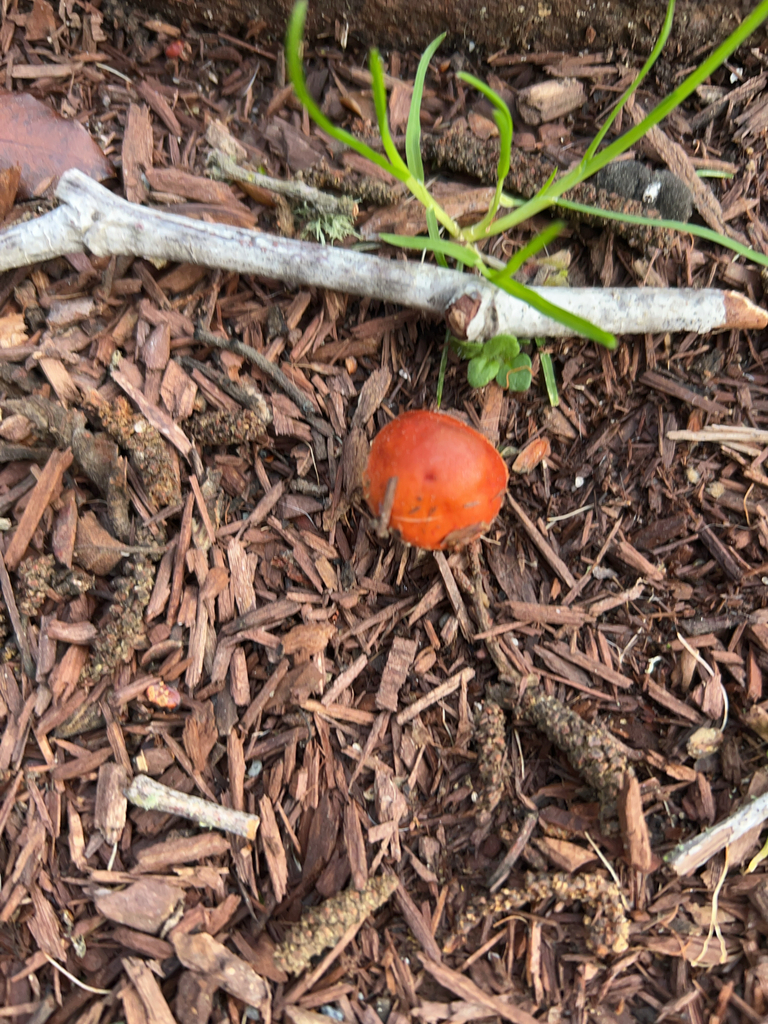 Chip Cherries from Santa Cruz on February 15, 2025 at 04:18 PM by ...