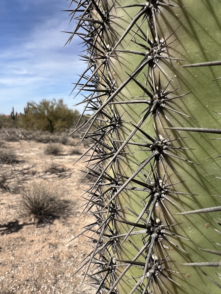 saguaro from Arthur Pack Regional Park, Tucson, AZ, US on February 19 ...