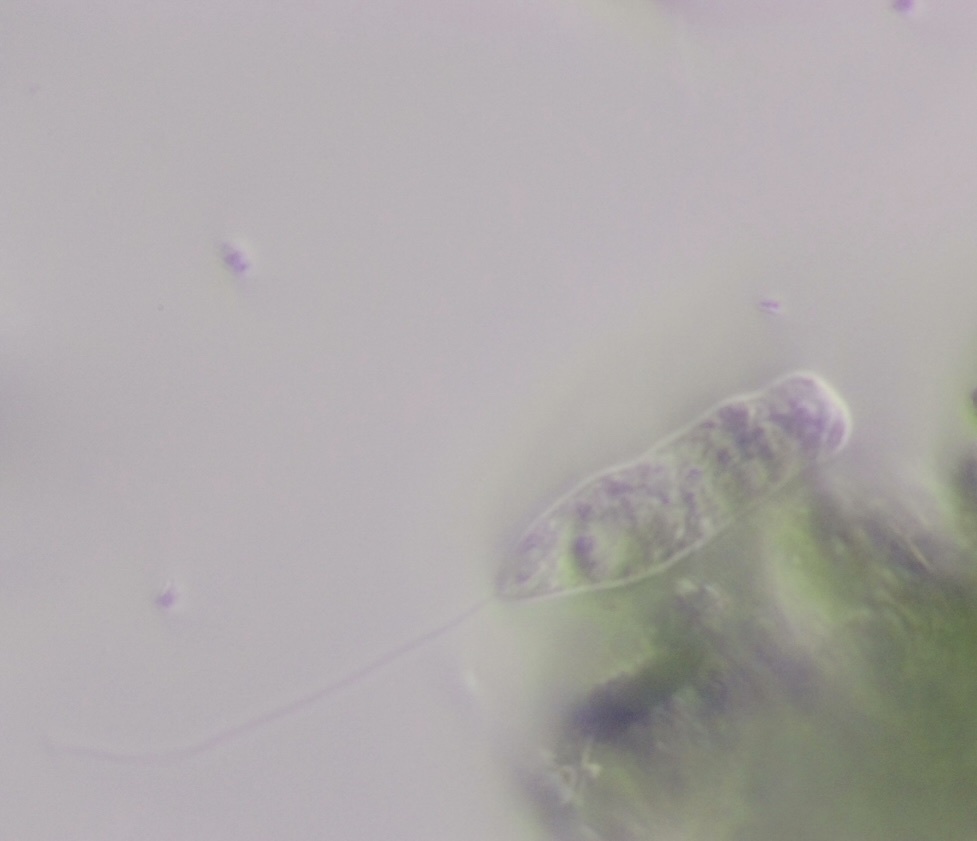 Peranema (Euglenoid) from Southridge Dr, Kennett Square, PA, US on ...