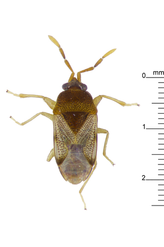 微长蝽属 (Botocudo)