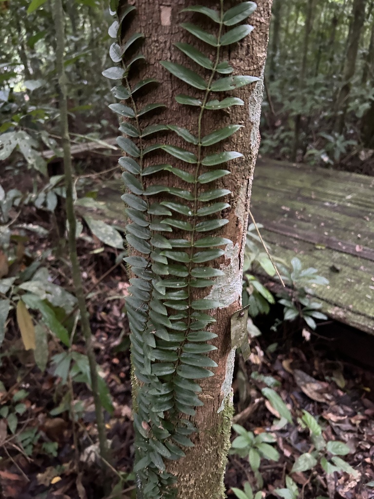 flowering plants from Borneo, Lahad Datu, Sabah, MY on February 16 ...