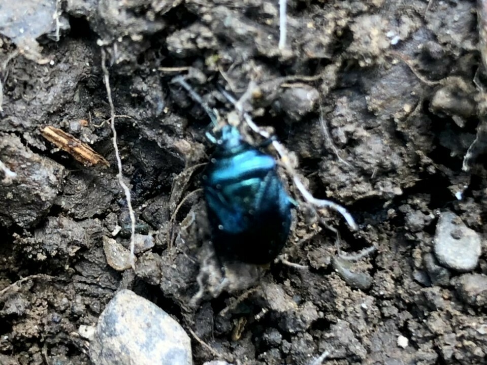 Blue Shield Bug in May 2022 by しおまねき · iNaturalist