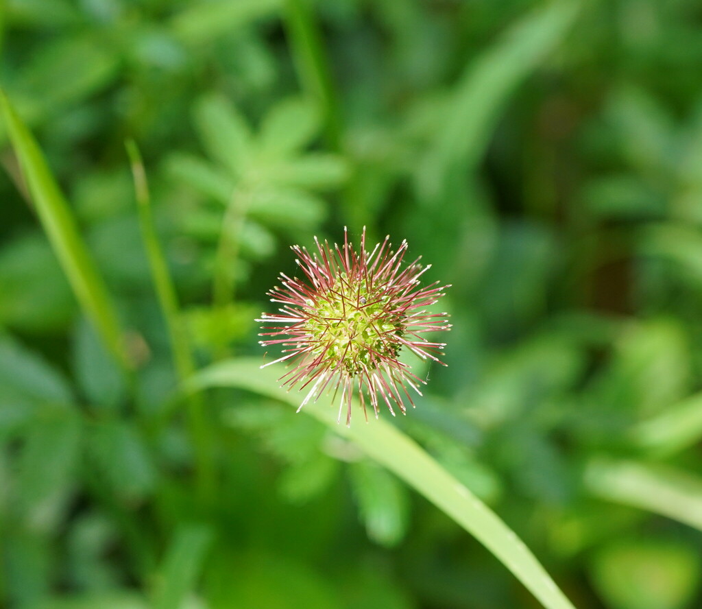 Biddy-biddy from Melbourne VIC, Australia on December 22, 2024 at 04:14 ...