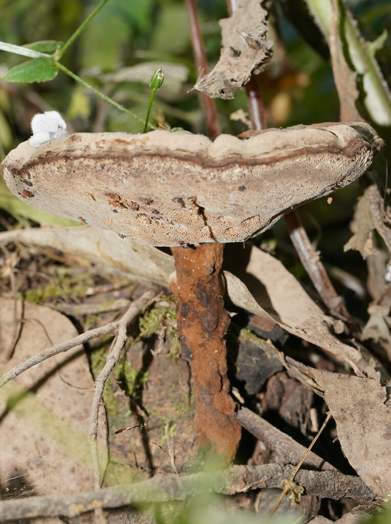 red-staining stalked polypore from Melbourne VIC, Australia on December ...