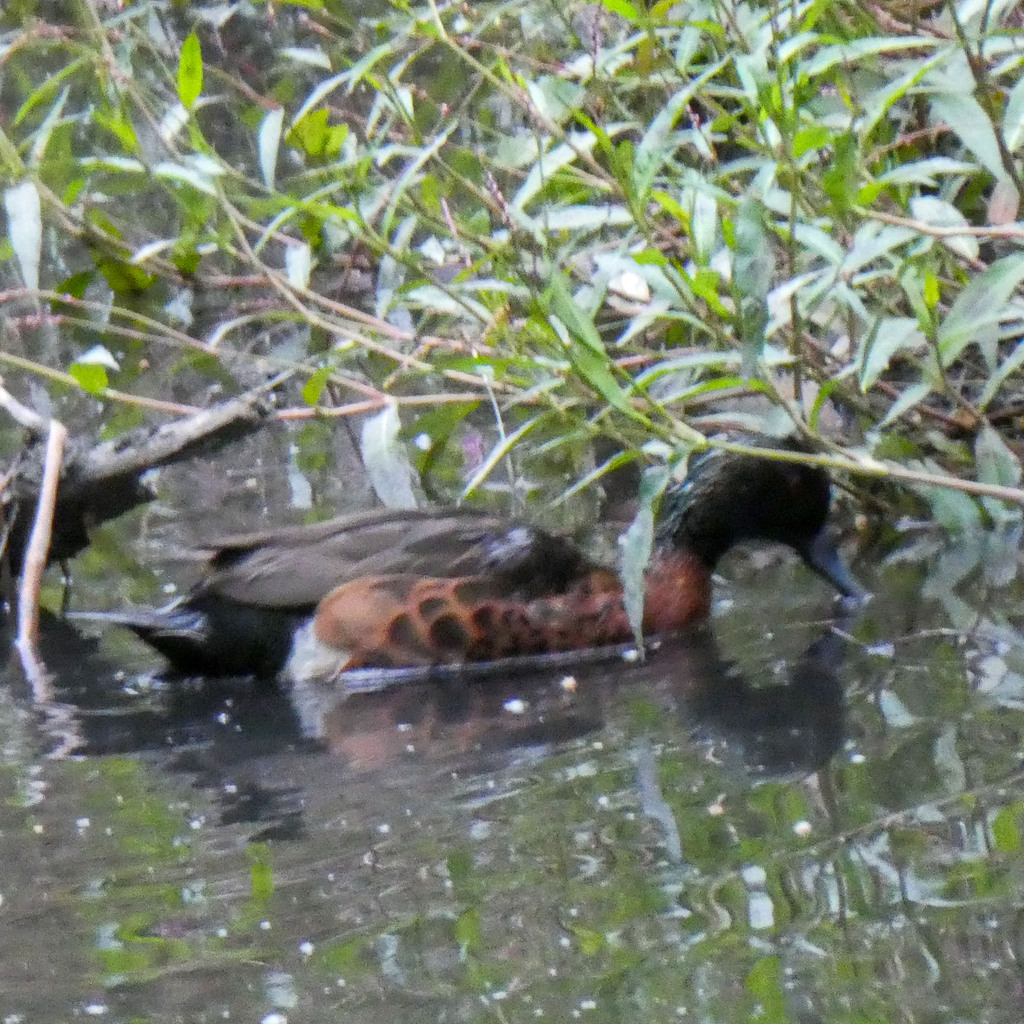 Chestnut Teal from Blackburn Lake Sanctuary VIC 3130, Australia on ...