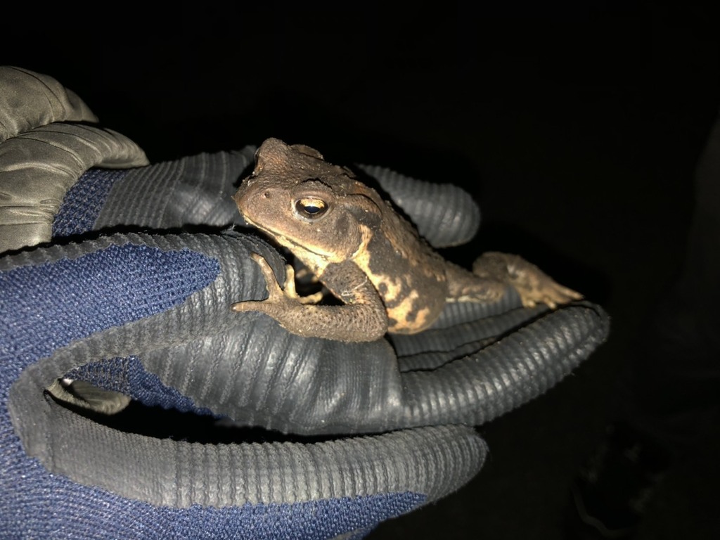 Eastern-Japanese Common Toad in November 2019 by しおまねき · iNaturalist