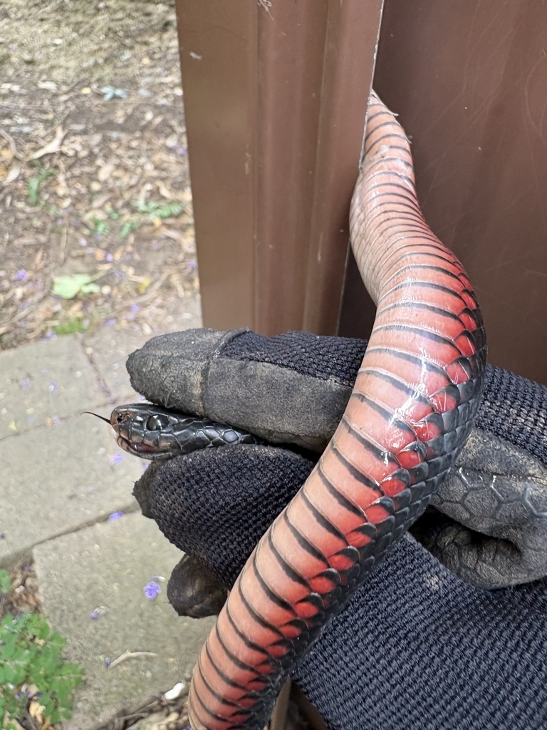 Red-bellied Black Snake from Dunsmore St, Rooty Hill, NSW, AU on ...