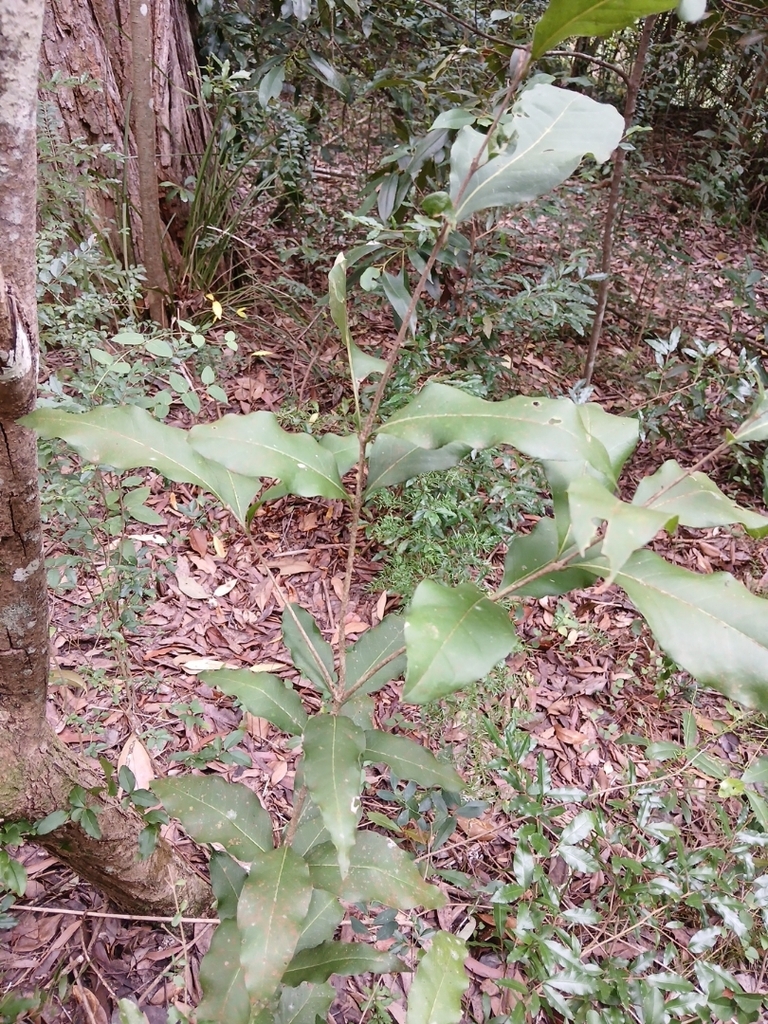 Notelaea longifolia from Windermere Avenue, Northmead, New South Wales ...
