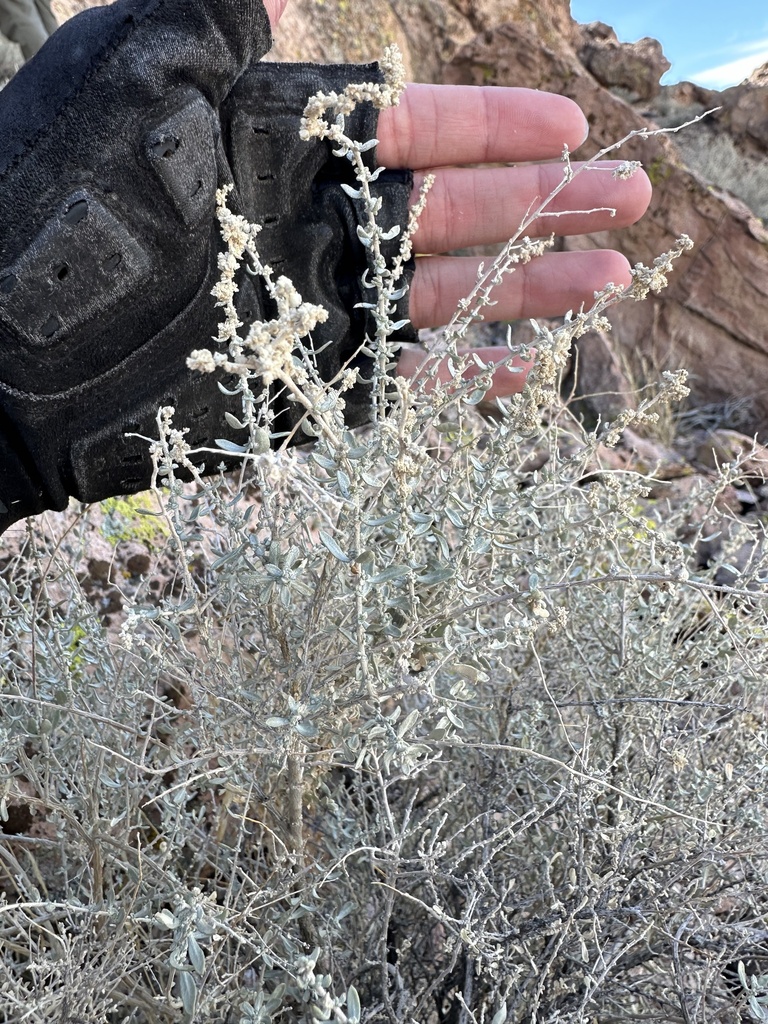 Cattle Saltbush from Death Valley National Park, Death Valley, CA, US on February 19, 2025 at 12 ...