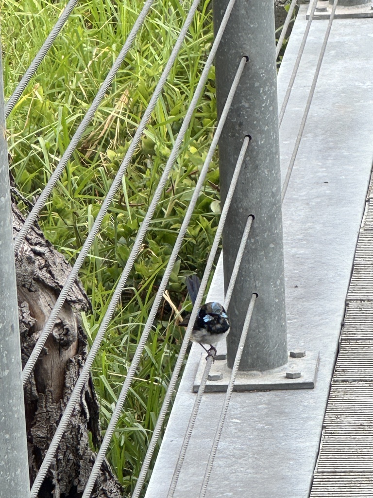 Superb Fairywren from Waterford Valley Golf Course, Rowville, VIC, AU ...