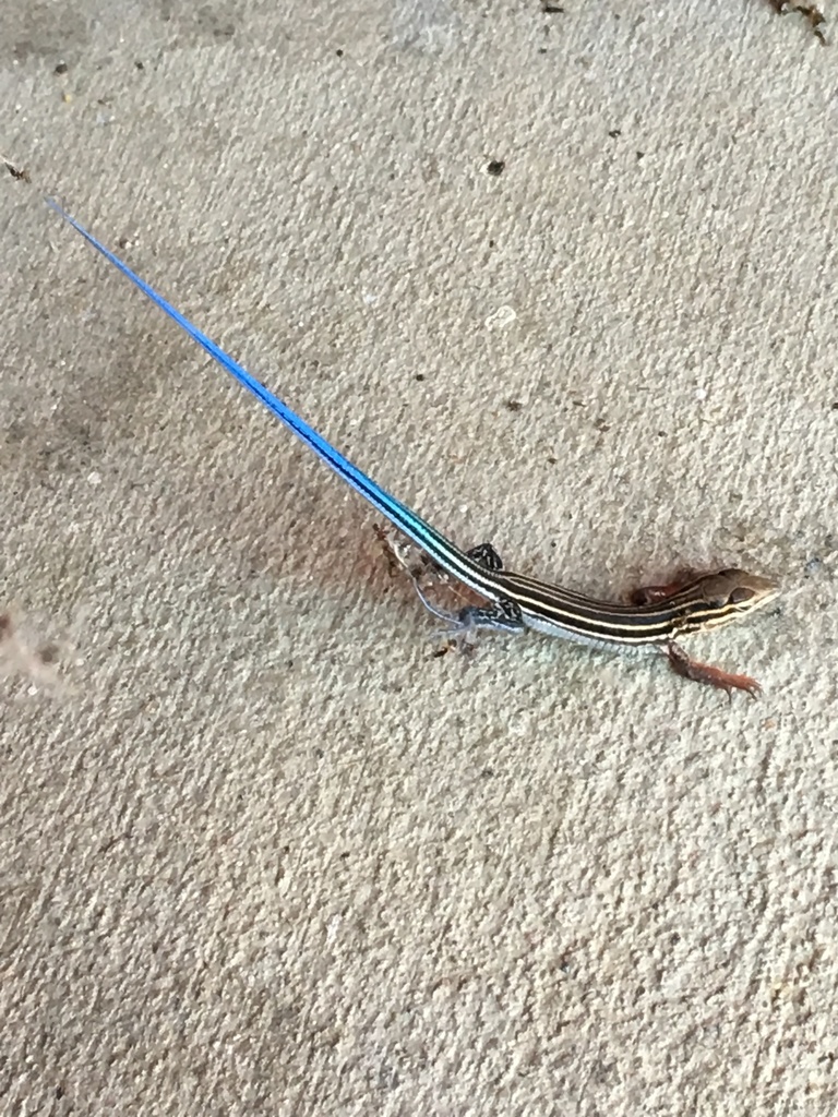 Belding’s Orange-throated Whiptail from San Diego, California, United ...