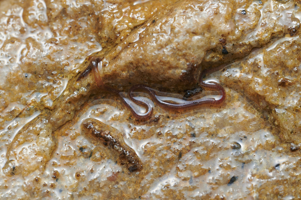 Tubificida from 中国浙江省杭州市西湖区 on November 23, 2024 at 07:54 PM by Li ...