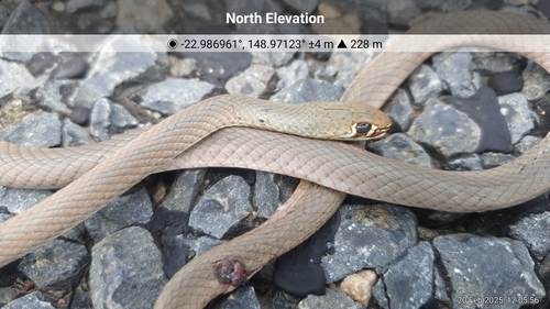 Yellow-faced Whipsnake (Demansia psammophis) - Snakes and Lizards
