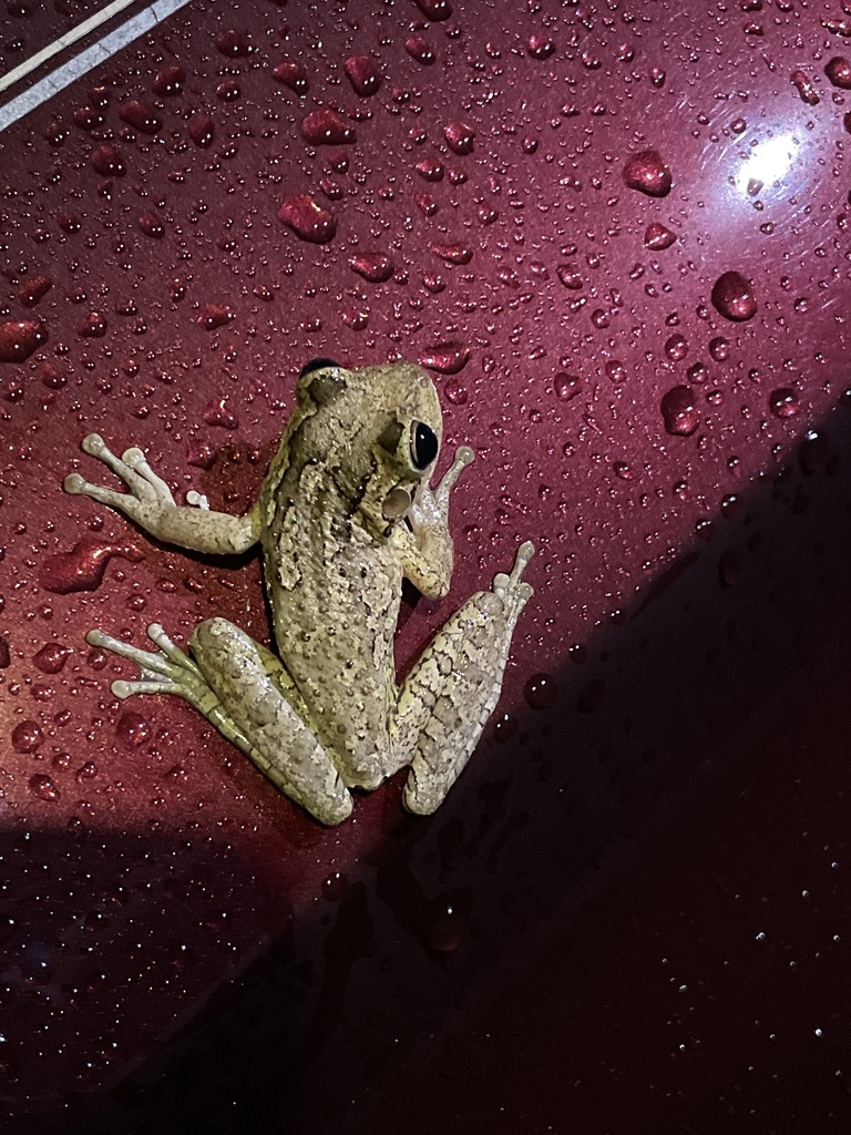 Cuban Tree Frog from University of South Florida, Tampa, FL, US on ...
