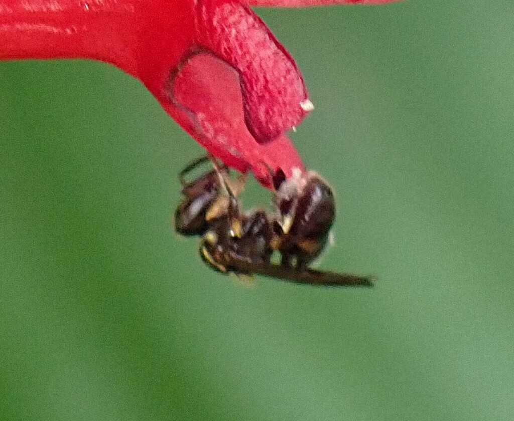 Mexican Pitted-Stingless bee from Heredia Province, Sarapiqui, Costa ...
