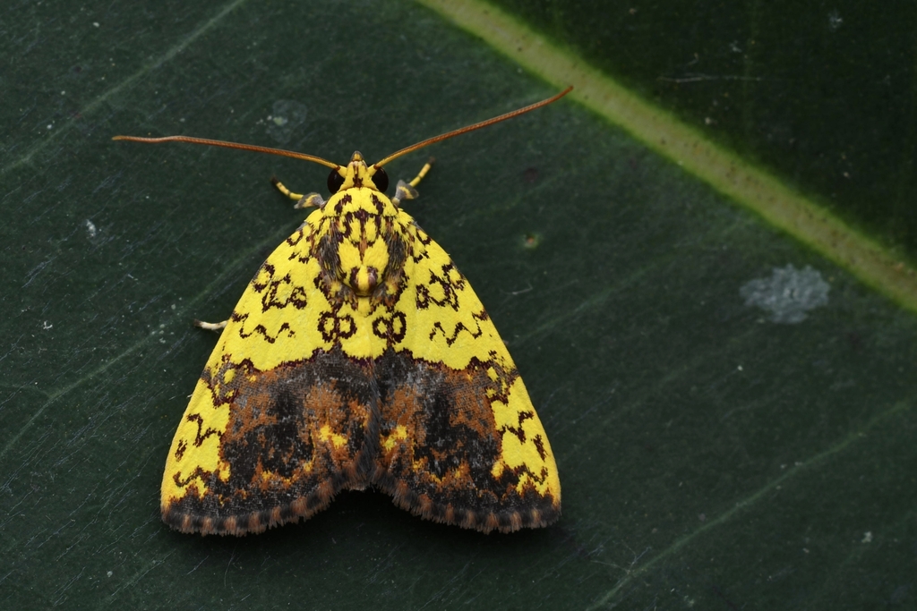 Siglophora bella from Keningau, MY-SA, MY on February 08, 2025 at 08:09 ...
