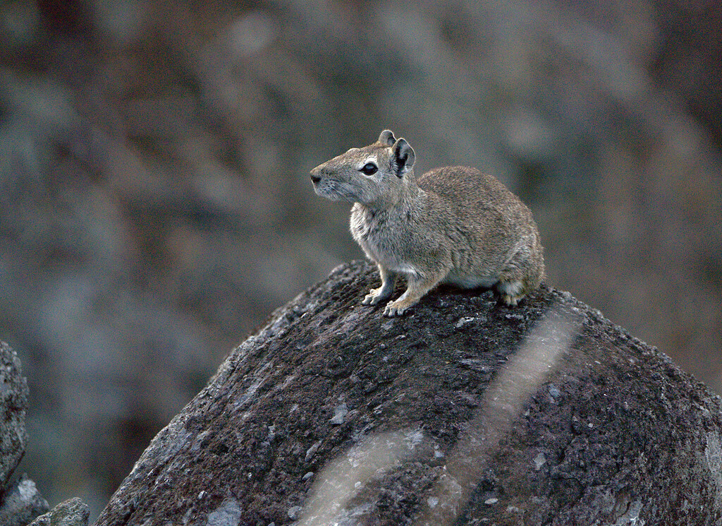 Rock Cavy from Fernando de Noronha - PE, Brasil on February 9, 2025 at ...