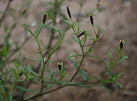 Pectis linifolia · iNaturalist Mexico