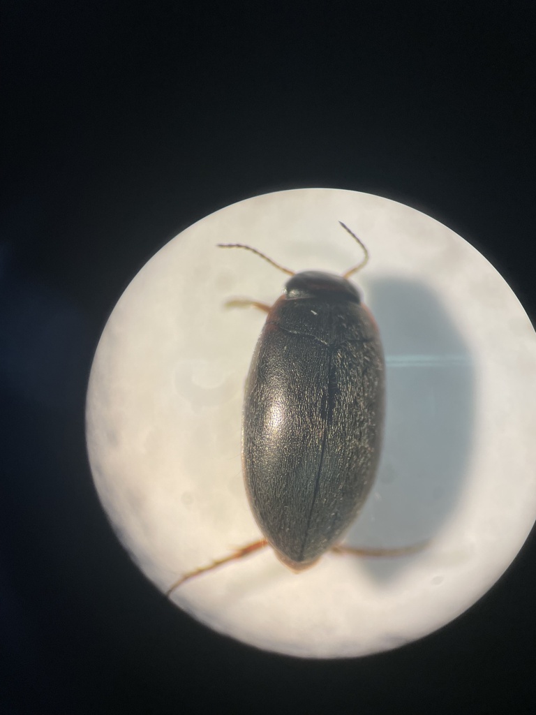 Hydroporus in February 2025 by abbidoan · iNaturalist