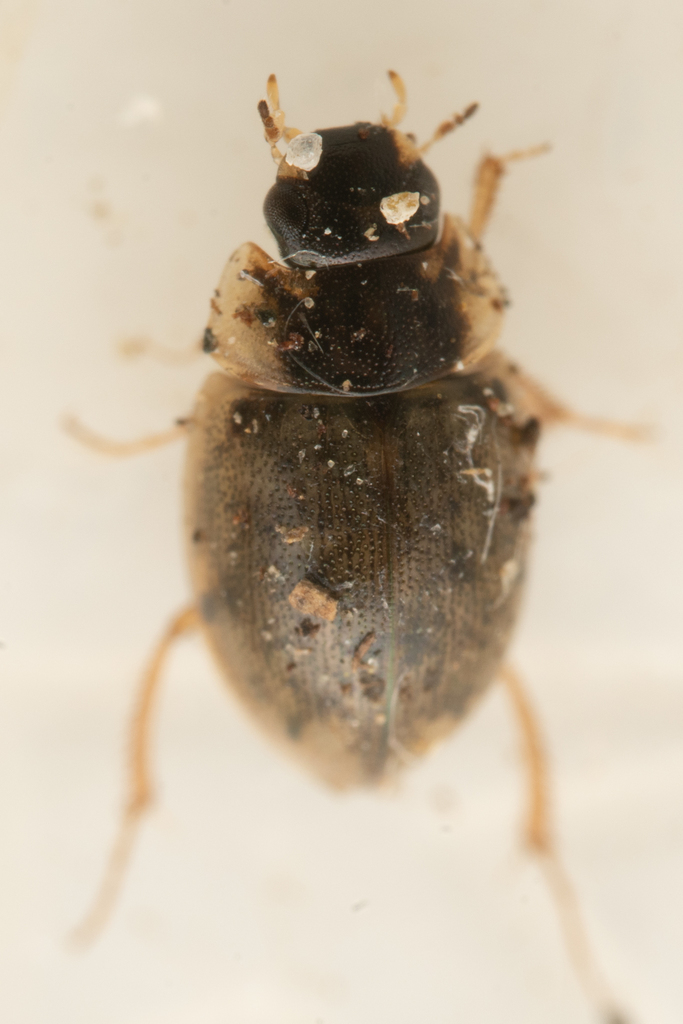 Laccobius from Los Angeles County, CA, USA on February 19, 2025 at 07: ...