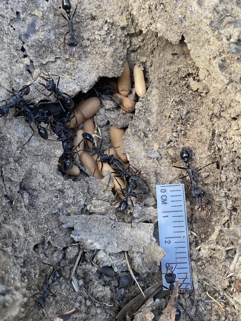 Inch Ant from Alsop St, Lorne, VIC, AU on February 20, 2025 at 05:31 PM ...