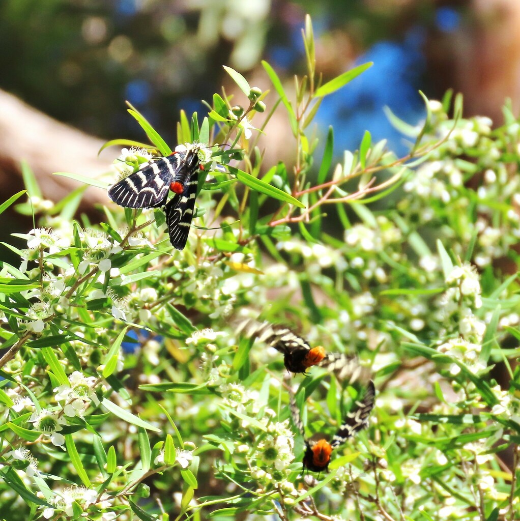 Mistletoe Moth from Bermagui NSW 2546, Australia on February 16, 2025 ...